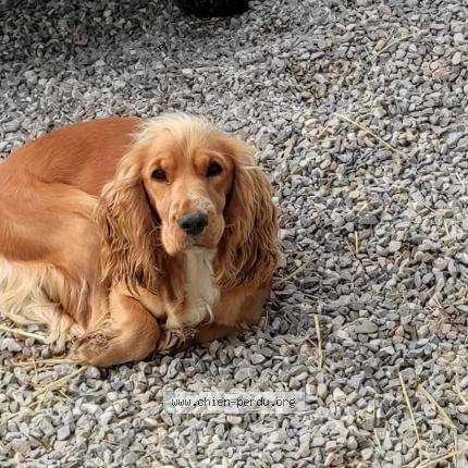 #339190 Sweetie chien perdu et retrouvé à LOTTINGHEN - Chien Perdu France