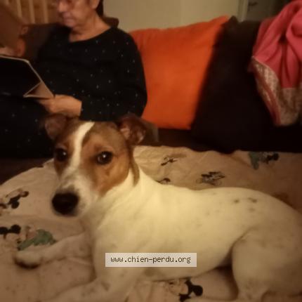 #339589 chien trouvé et rendu à MEZERIAT - Chien Perdu France