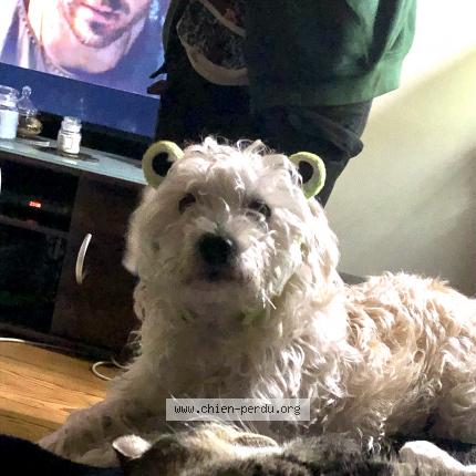 #341080 Domino chien perdu et retrouvé à PAU - Chien Perdu France