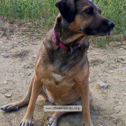 #356243 Delta chien perdu à LIMOUX - Chien Perdu France