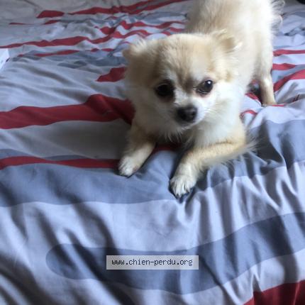 #364033 Oscar chien perdu à VERNON - Chien Perdu France